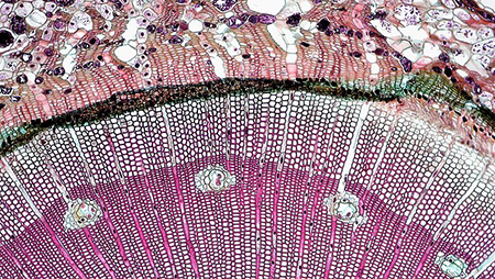 Phloem | Definition, Structure & the Pressure Flow Hypothesis - Lesson ...