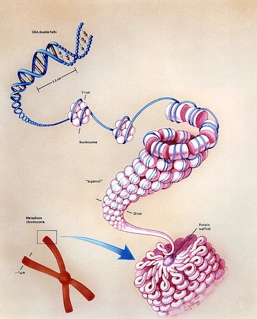 Sister Chromatids | Definition & Differences - Lesson | Study.com