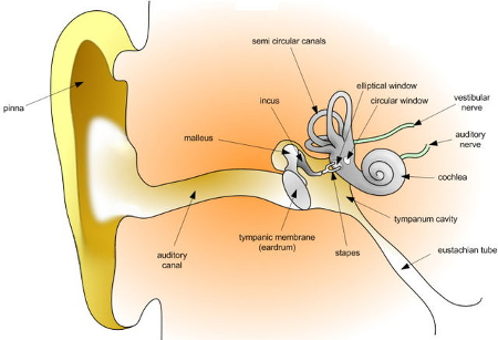 Ear Canal Anatomy Diagram Function Lesson Study