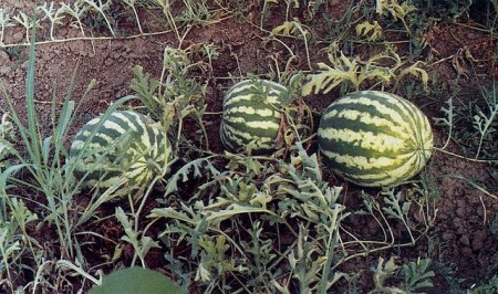 Annual Plant Definition, Types & Examples - Lesson | Study.com