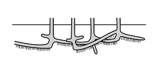 Rhizomes | Definition, Function, & Examples - Lesson | Study.com