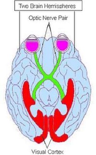 Optic Nerve Damage | Overview, Symptoms & Treatment - Lesson | Study.com