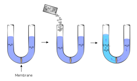 Plasmolysis Definition, Purposes & Examples - Lesson | Study.com