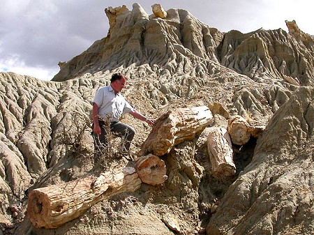 Fossil Evidence | Definition, Types & Evolution - Lesson | Study.com