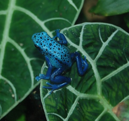 Flashcards - Cold-Blooded Animals List & Flashcards | Study.com