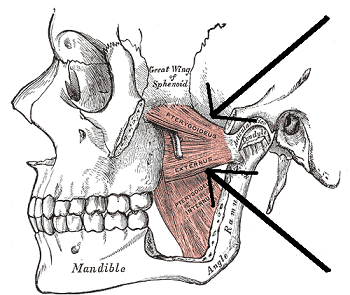 Lateral Pterygoid Muscle: Trigger Point & Innervation | Study.com
