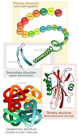 Protein Structure | Function, Shapes & Factors - Lesson | Study.com