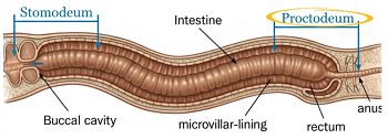 Digestive System of Nematodes | Overview, Parts & Functions - Lesson ...