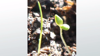 Monocot Definition, Characteristics & Examples - Lesson | Study.com