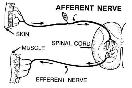 Nerves: Formation, Structure & Organization | Study.com