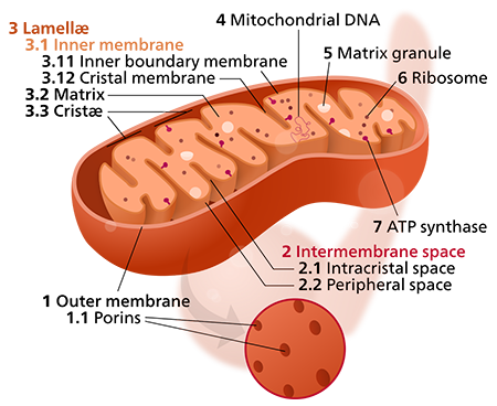 Oxidative Phosphorylation | Steps, Products & Equation - Lesson | Study.com