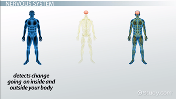 Nervous System (New) - Phlebotomy Career Training