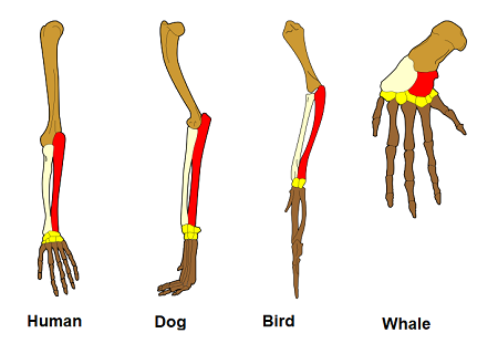 Discerning between Various Morphological Homologies to Support ...