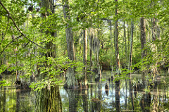 Swamp Facts: Lesson for Kids | Study.com