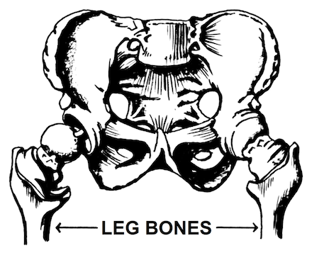 Joint Overview, Structure & Function - Lesson | Study.com