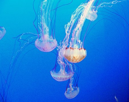 Nerve Net | Definition & Examples | Study.com
