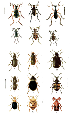 Insect Definition, Types & Facts | Study.com