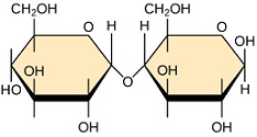 Quiz & Worksheet - Reducing vs. Non-Reducing Sugars | Study.com