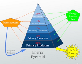 Tropical Rainforest Tropical Rainforest Energy Pyramid