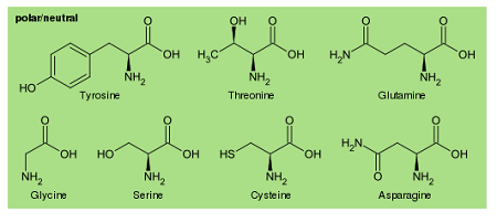 Categorizing the Four Biological Macromolecule Monomers Based on an ...