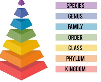Kingdoms of Life | Characteristics & Examples - Lesson | Study.com