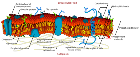 Anchorage Dependence | Overview & Cells | Study.com