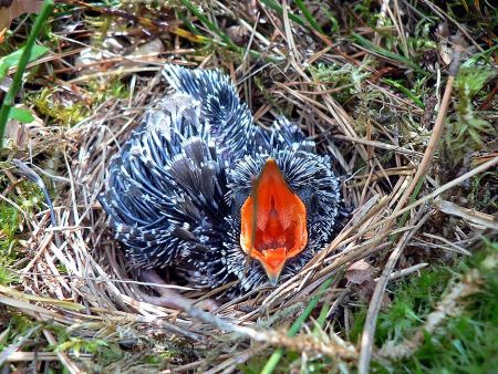 Cuckoo Bird | Nests, Habitat & Facts - Lesson | Study.com