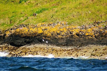 Fundamental vs. Realized Niche | Overview, Differences & Examples ...