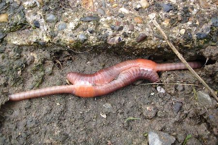 Phylum Annelida | Overview & Characteristics | Study.com