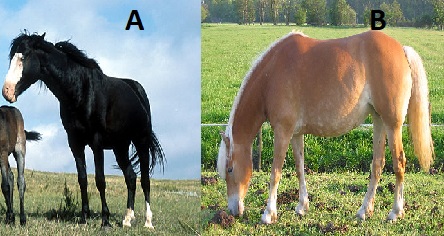 Differentiating between Evolutionary Processes Practice | Biology Practice Problems | Study.com