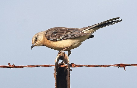 Boo Radley in To Kill a Mockingbird | Traits & Role - Lesson | Study.com