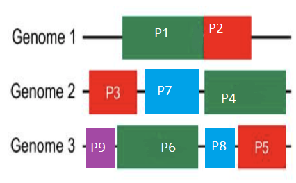 Analyzing the Common Ancestry of Eukaryotes at the Molecular & Cellular ...