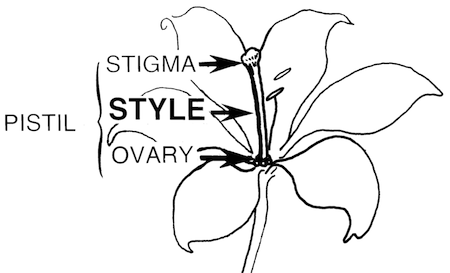 Pollinators & Pollination | Definition & Examples - Lesson | Study.com