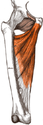 Adductor Muscles: Magnus, Longus & Brevis | Adductor Function & Types ...