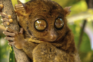 Tarsier Facts: Lesson for Kids | Study.com