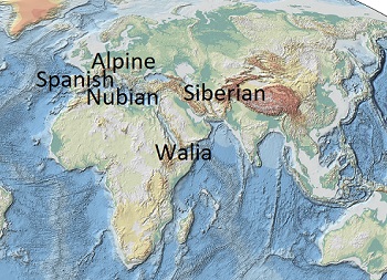 Ibex Facts: Lesson for Kids | Study.com