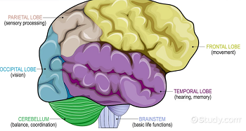Brain & Language | Physiology & Speech Production - Lesson | Study.com