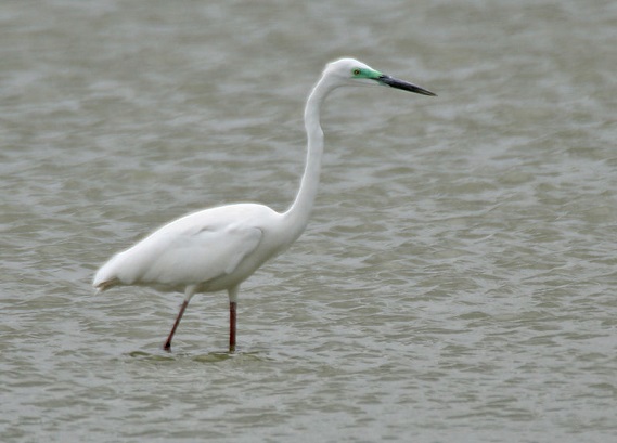 Flashcards - Freshwater Animals List & Flashcards | Study.com