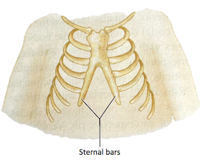 Embryonic Development of the Axial Skeleton | Study.com