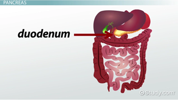 Accessory Organs of the Digestive System | Overview & Structures ...