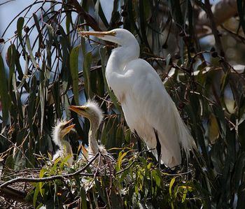 Great Egret Facts: Lesson for Kids | Study.com
