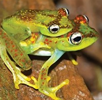 Amplexus in Frogs | Overview, Process & Fertilization - Lesson | Study.com