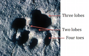 Animal Tracks: Types & Identification | Study.com