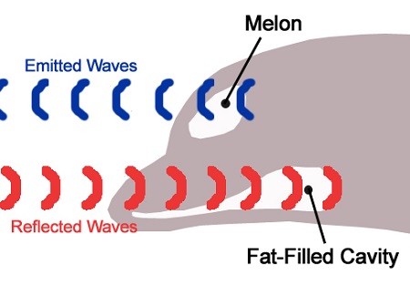 Animal Sensory Systems | Study.com