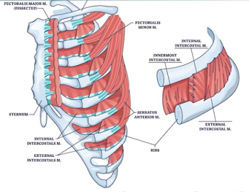 Intercostale Interna