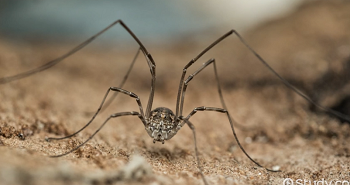 Harvestmen | Definition, Body Structure & Life Span - Lesson | Study.com