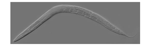 C. Elegans in Development | Study.com