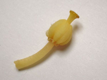 Angiosperms | Definition & Examples - Lesson | Study.com