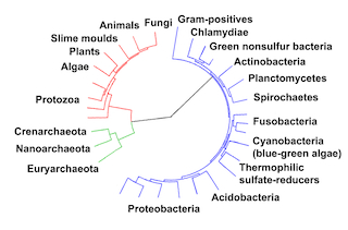 Bacteria Definition & Types - Lesson | Study.com