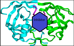 Protease Inhibitor: Definition, Application & Uses | Study.com